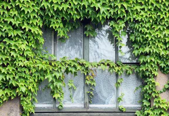Ivy on window stock photo. Image of wall, grow, background - 21665516