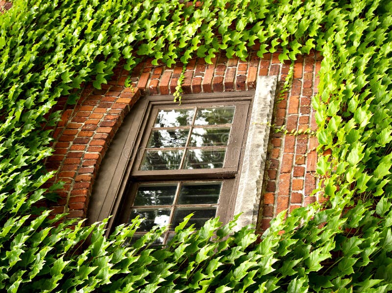 Ivy Window stock photo. Image of architectural, view, plants - 2644316