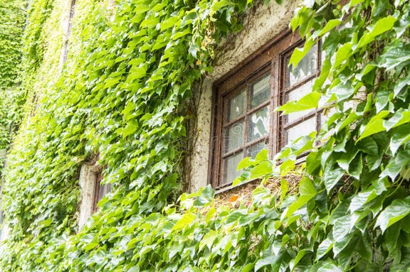 Ivy window stock image. Image of decorative, building - 34862459