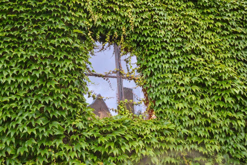 Ivy window stock photo. Image of england, plant, overgrown - 61316332