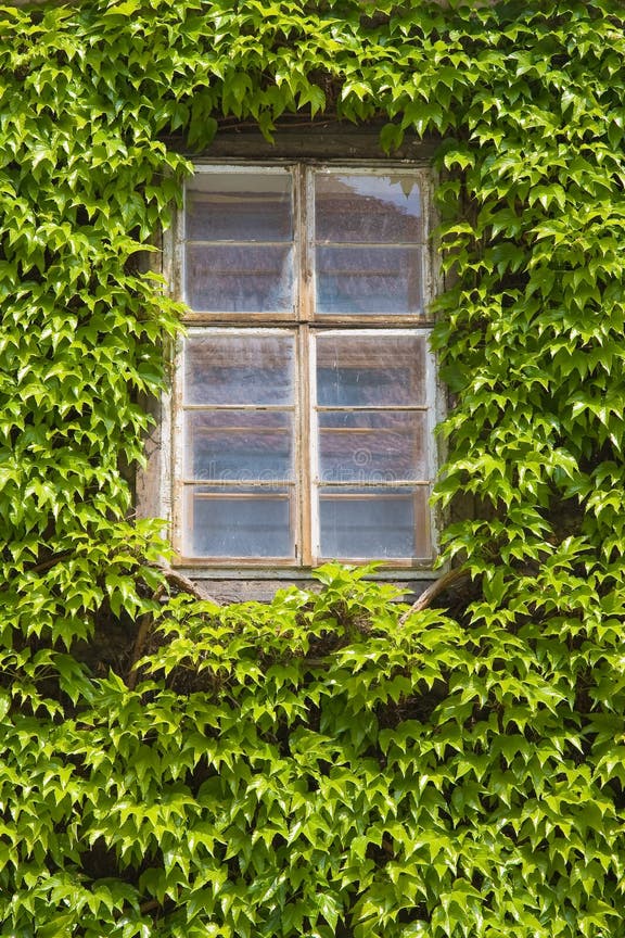 Ivy windows stock image. Image of natural, home, building - 5382831