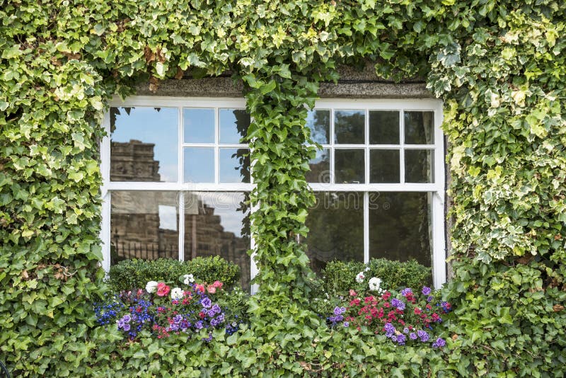 Ivy windows stock image. Image of cover, rural, lush - 58208755