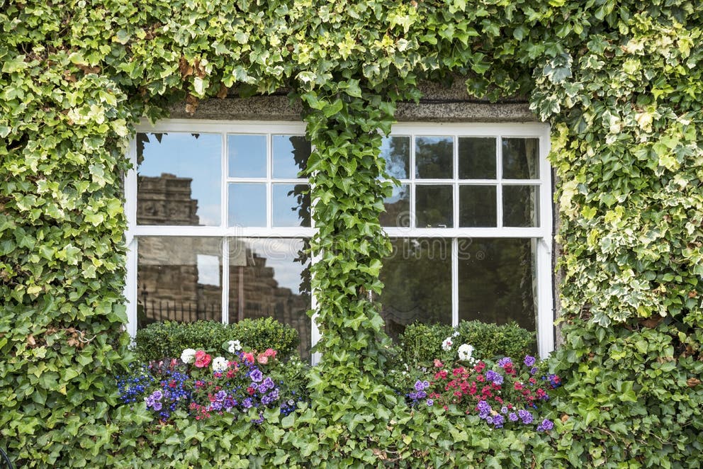 Ivy windows stock image. Image of cover, rural, lush - 58208755