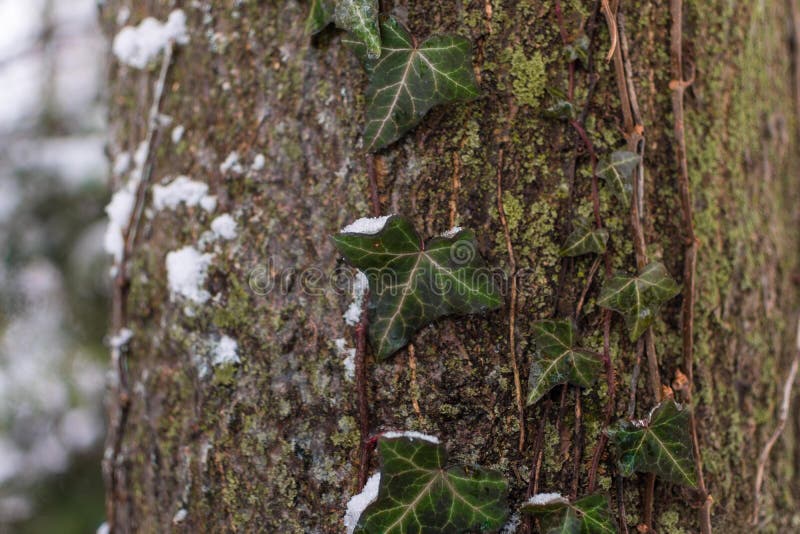 Ivy in Winter on Frozen Bark Stock Image - Image of frozen, tree: 206614835