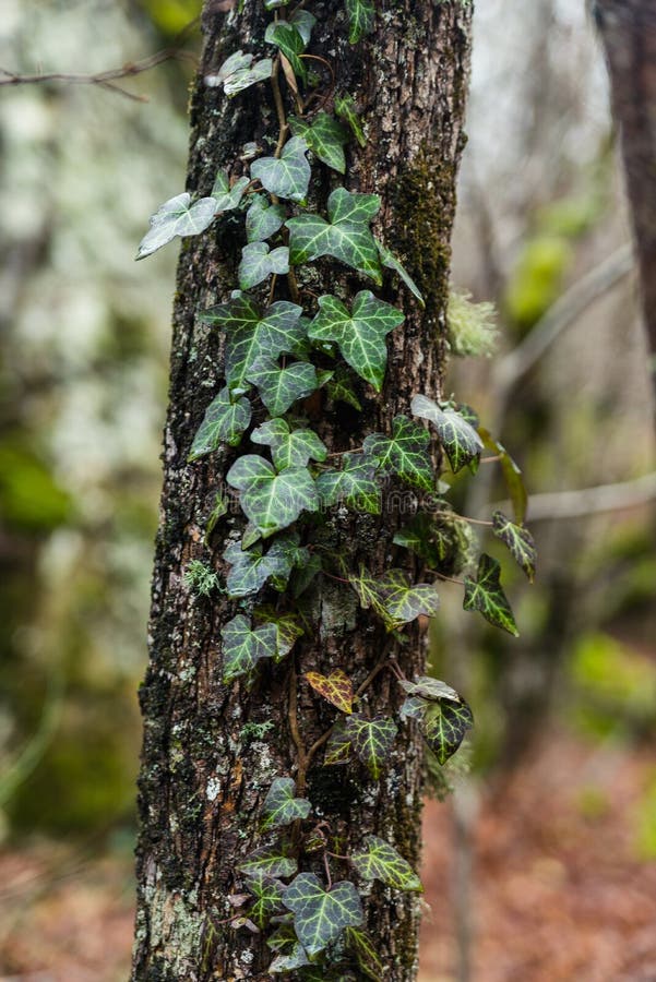 Ivy is Woven on a Tree Trunk Stock Image - Image of pattern, bark: 52406703