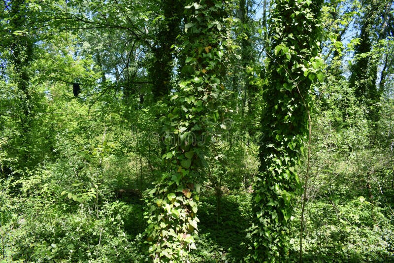 Ivy Wrapped Around Old Trees Stock Photo - Image of forest, branch ...