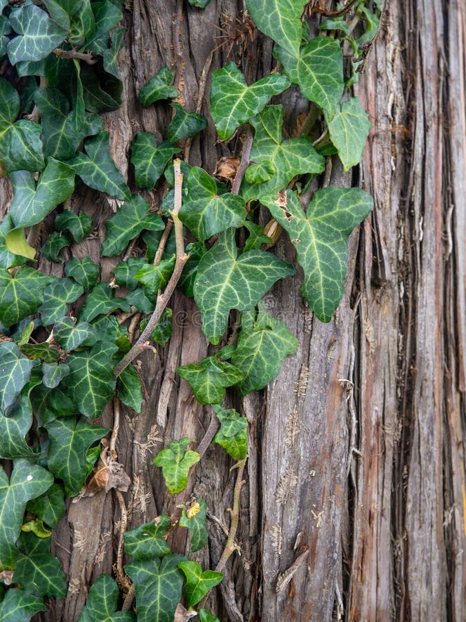 Ivy Wraps Around a Tree Trunk. Ivy Leaves on the Bark of a Large Tree ...