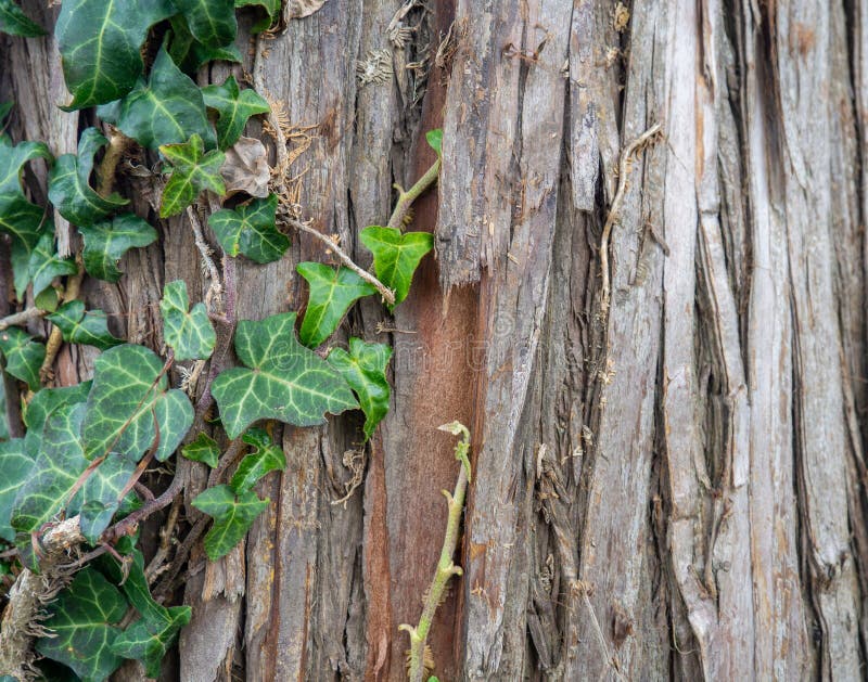 Ivy Wraps Around a Tree Trunk. Ivy Leaves on the Bark of a Large Tree ...