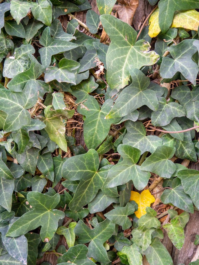 Ivy Wraps Around a Tree Trunk. Ivy Leaves on the Bark of a Large Tree ...