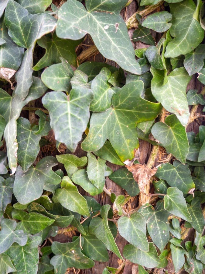 Ivy Wraps Around a Tree Trunk. Ivy Leaves on the Bark of a Large Tree ...