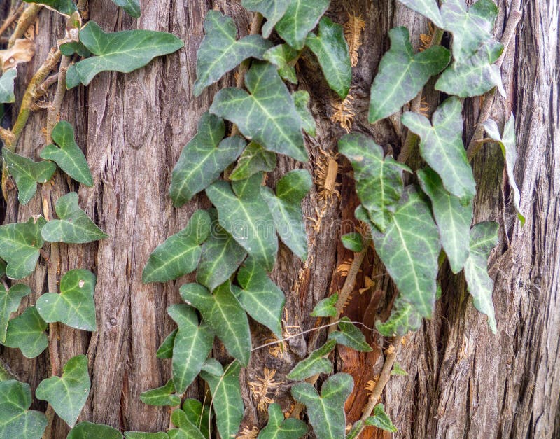 Ivy Wraps Around a Tree Trunk. Ivy Leaves on the Bark of a Large Tree ...