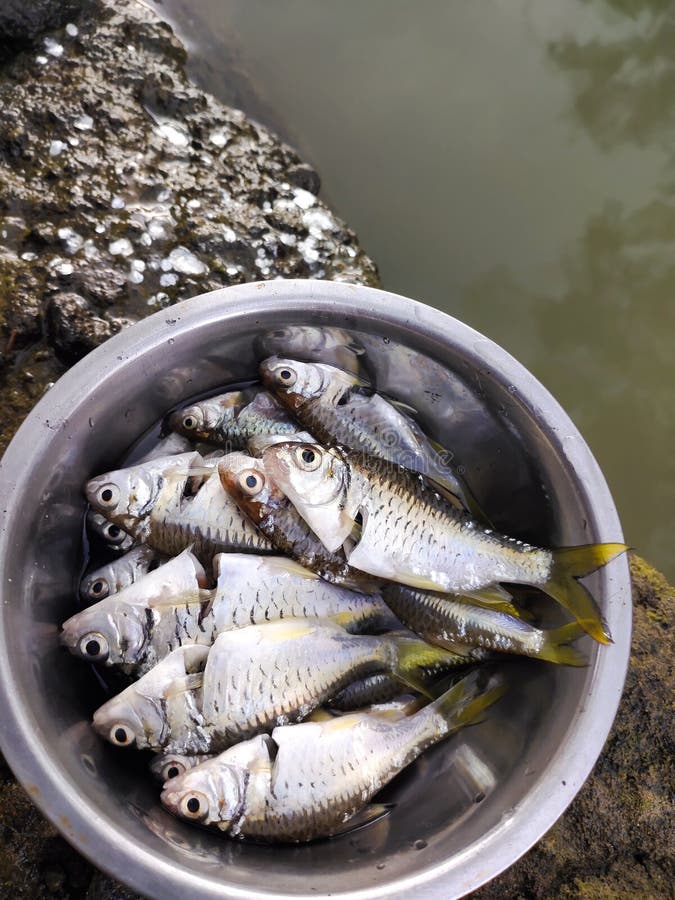 Iwak Kali Stock Photos - Free & Royalty-Free Stock Photos from Dreamstime