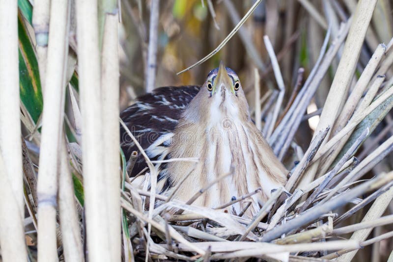 Ixobrychus Minutus, Little Bittern. Stock Image - Image of chicks, baby ...