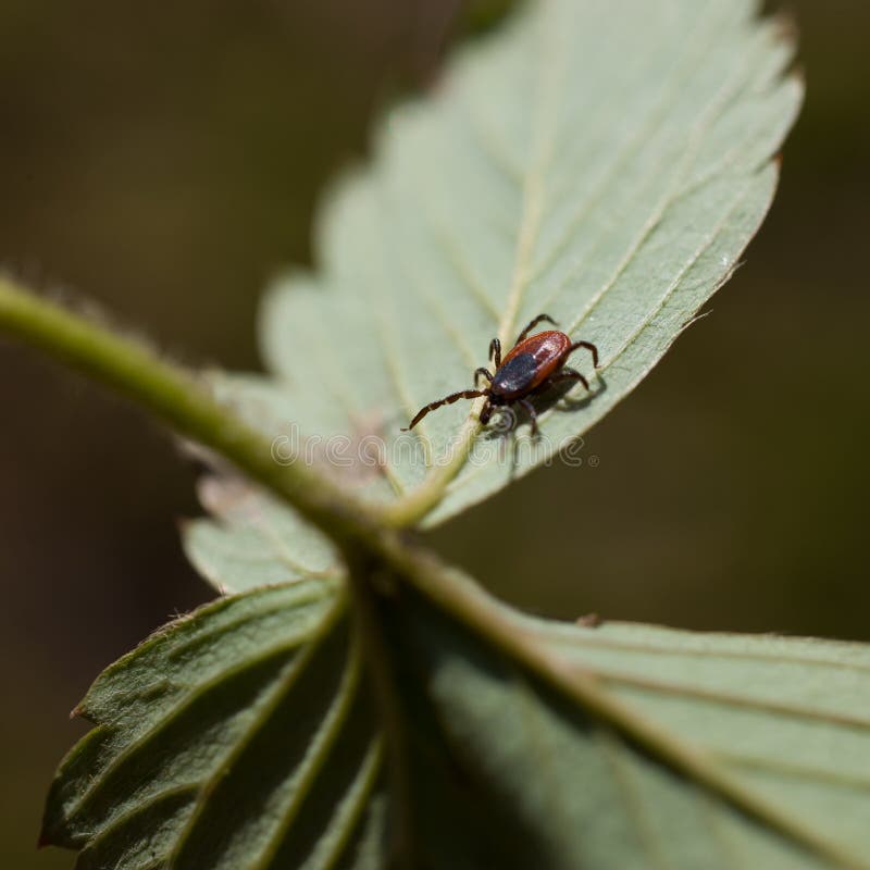 Ixodes Scapularis, Black Legged Tick or Deer Tick, Transmitter of Lyme ...