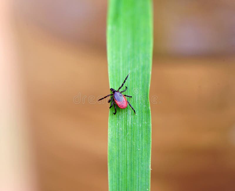 Tick burrowing in skin stock photo. Image of parasite - 21688684