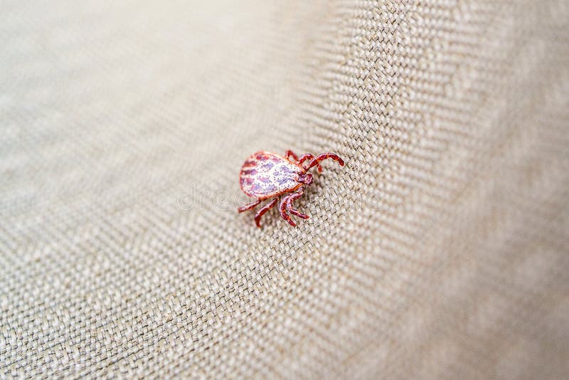 191 Scary Tick Stock Photos - Free & Royalty-Free Stock Photos from ...