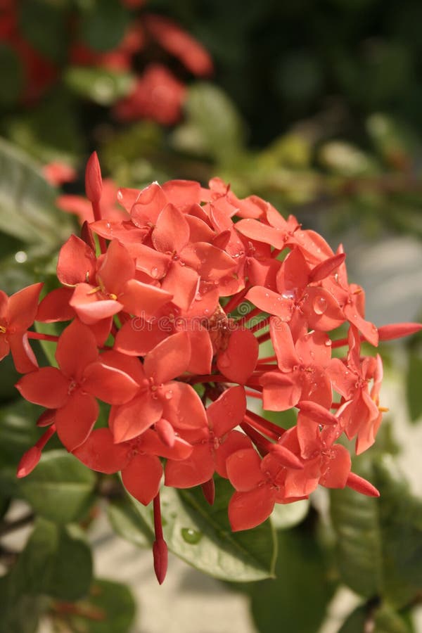 Ixora stock photo. Image of blur, nectar, love, closeup - 341054