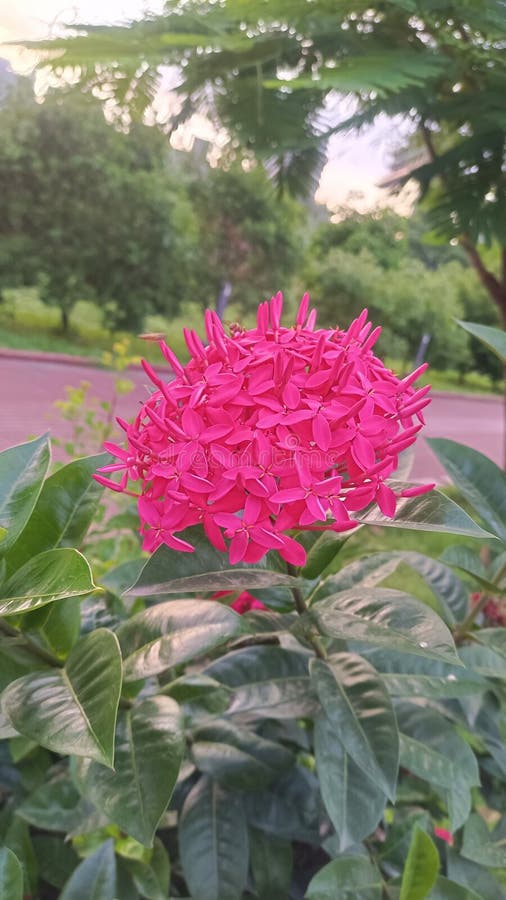 Ixora Chinensis, Commonly Known As Chinese Ixora Flower Stock Photo ...
