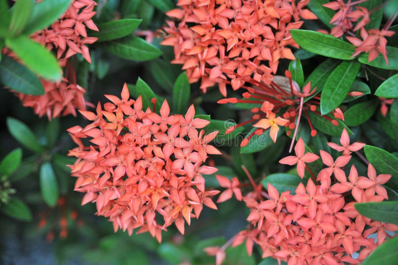 A Ixora Chinensis Lam. the Ixora Chinensis Lam in Full Bloom Stock ...