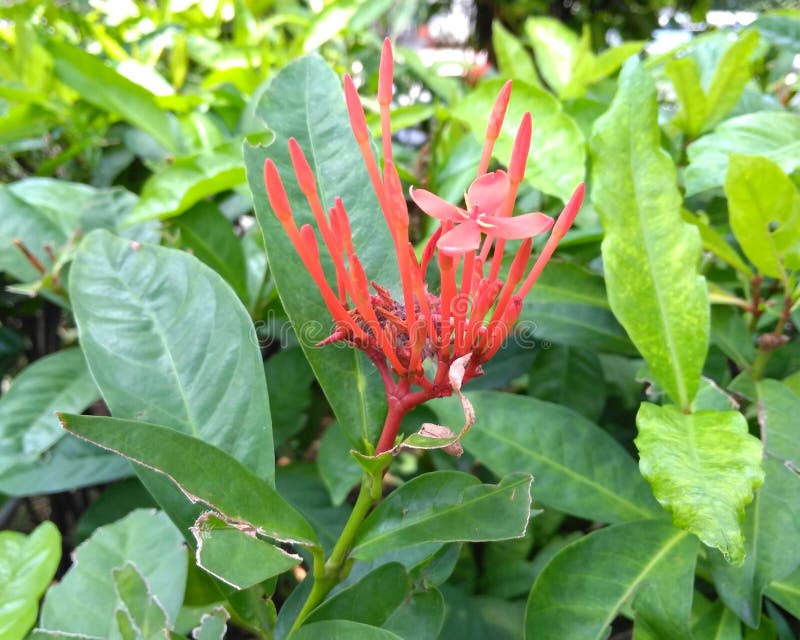 Ixora Chinensis in the Park Stock Photo - Image of plant, fruit: 266811290