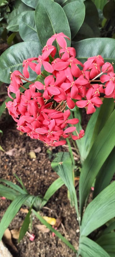 Ixora coccinea bloom stock photo. Image of pink, coccinea - 376940942