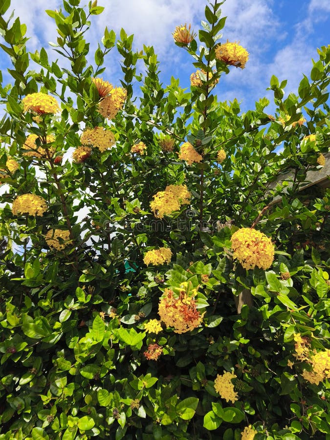 Ixora coccinea blooming stock image. Image of blooming - 348379159