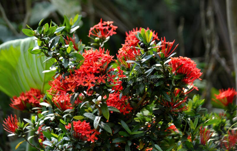 Red Color Chethi Flower in the Garden Stock Image - Image of wildflower ...