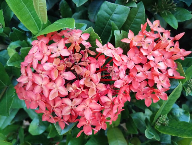Ixora Coccinea Jardinera Compacta Imagen de archivo - Imagen de flor ...