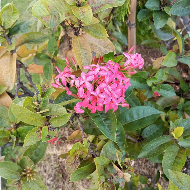 Ixora Coccinea L Flower the Beautiful One Stock Photo - Image of ...