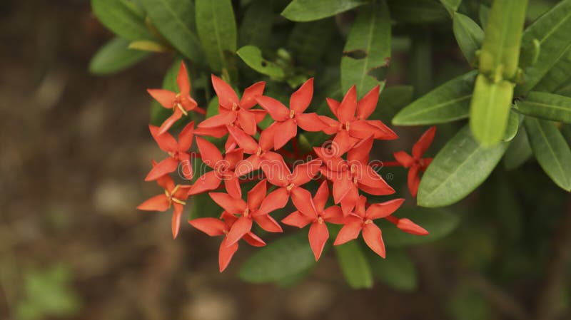Ixora Coccinea Plant Idly Poo Plant Stock Image - Image of color ...