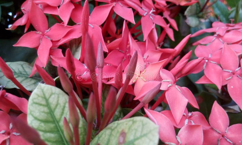 Rongon or Ixora Coccinea is a Species of Flowering Plant in the ...