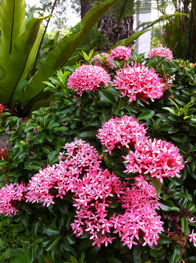 Ixora di fioritura rosa immagine stock. Immagine di sempreverde - 37250983