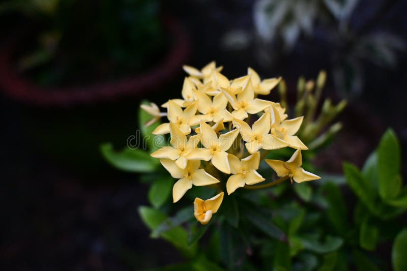 Ixora Dwarf Sunkist Yellow Flowers Horizontal Photo Stock Image - Image ...