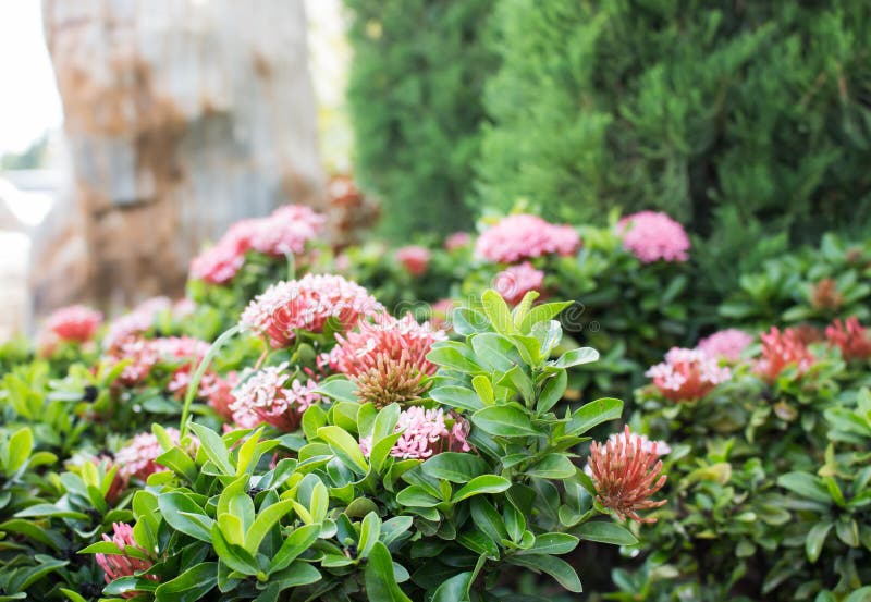 Ixora flower stock image. Image of attractive, garden - 62223823