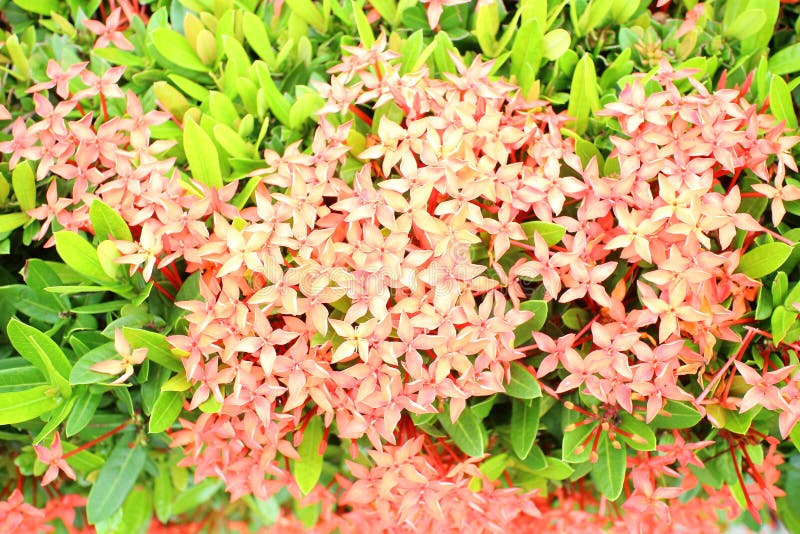 Ixora flower stock image. Image of nature, tree, floral - 59961135
