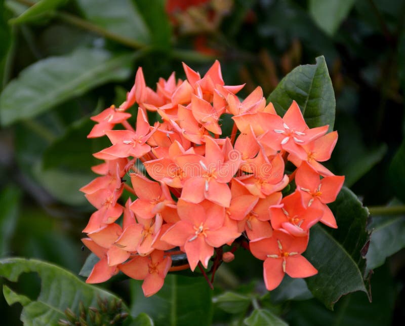 Ixora Flower in Nature Garden Stock Image - Image of blossom, beautiful ...