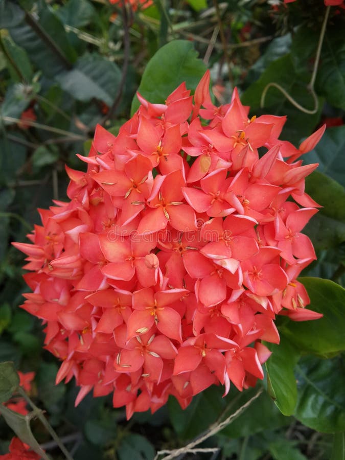 Ixora flower stock photo. Image of nature, ixora, blossom - 69512536
