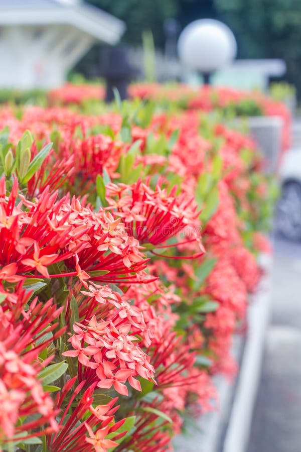 Big Tree with Red Flowers in the Park Stock Image - Image of large ...