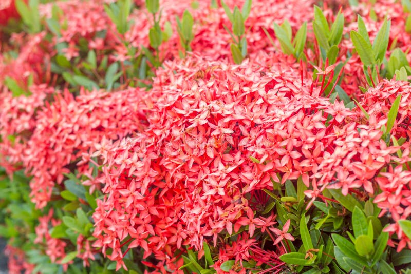 Big Tree with Red Flowers in the Park Stock Image - Image of large ...