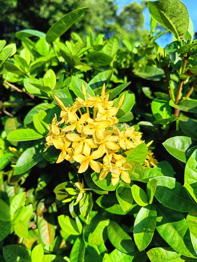 Close Up Yellow Ixora Flower Blossom Under The Sunshine Stock Image