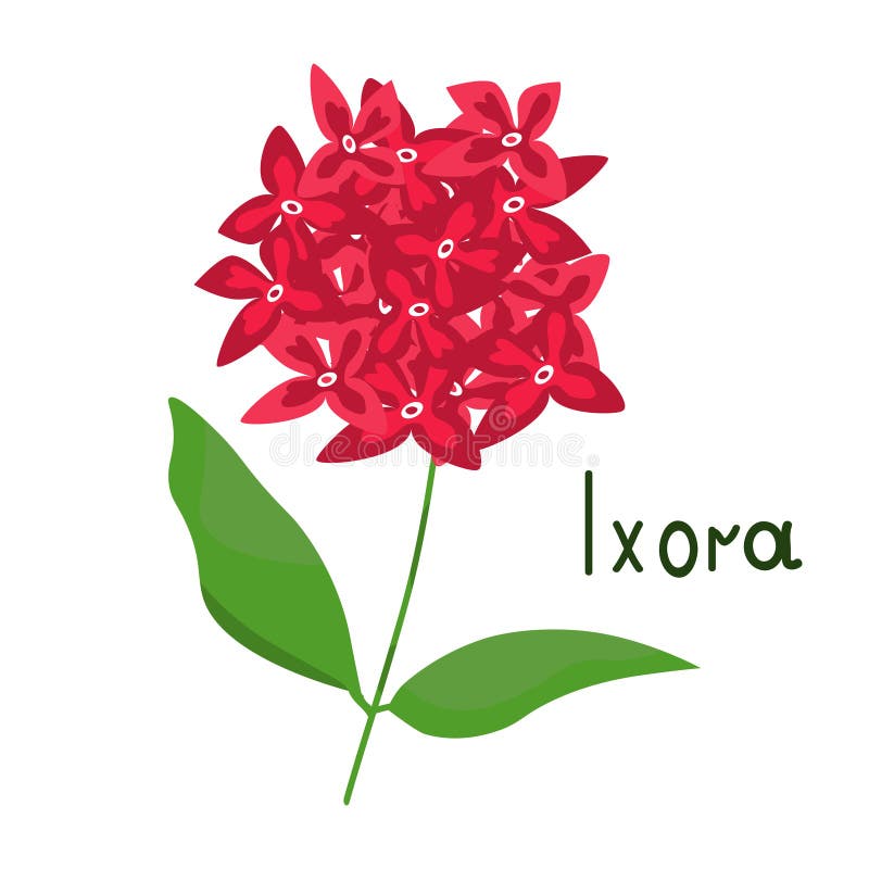 Ixora isolated plant stock vector. Illustration of branch - 186366391