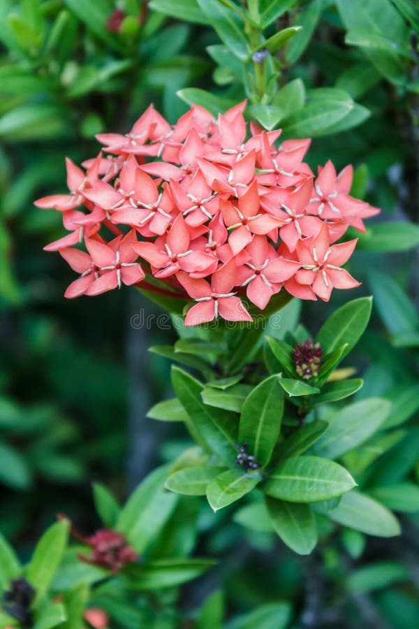 Ixora. stock photo. Image of light, beautiful, blossom - 39414486