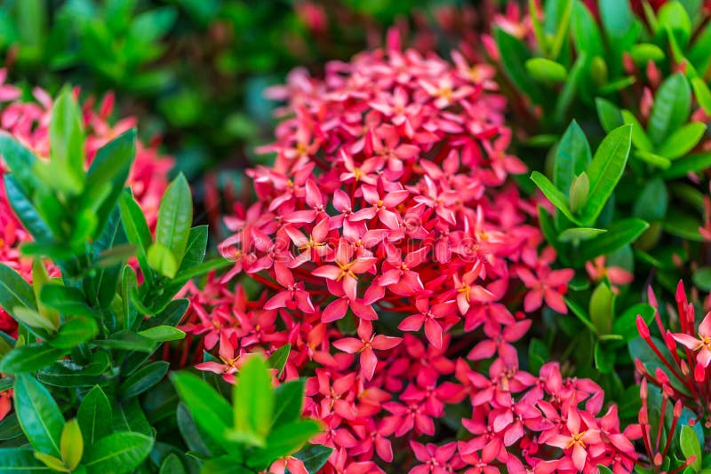 Ixora red flower stock photo. Image of colorful, flame - 194461472