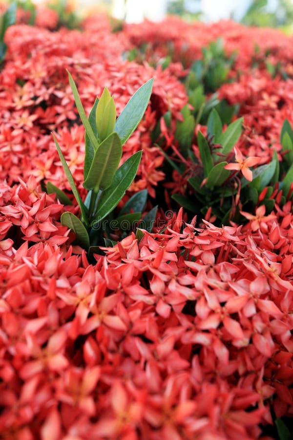 Ixora red flower stock image. Image of ixora, jungle - 36899337
