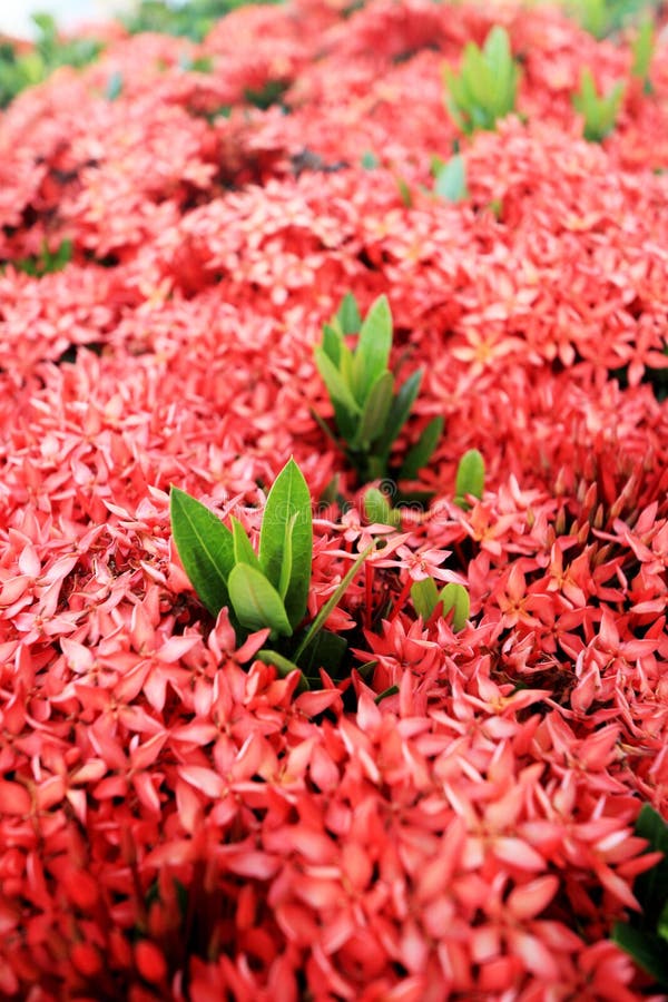 Ixora red flower stock image. Image of flower, nature - 36899351