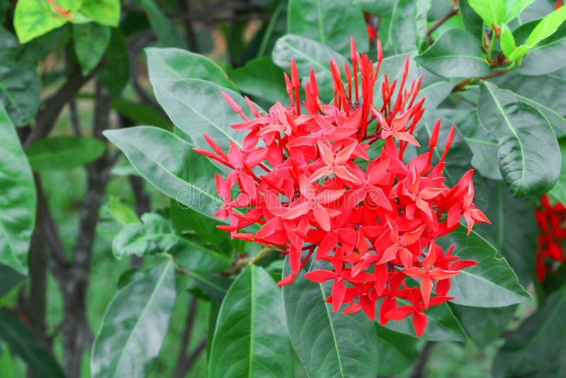 Ixora Red Flower Spike Beautiful on the Tree Stock Image - Image of ...