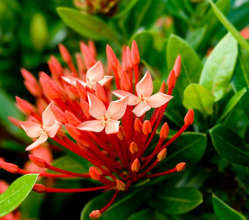 Ixora Red Flowers stock image. Image of shrubs, floral - 16306663