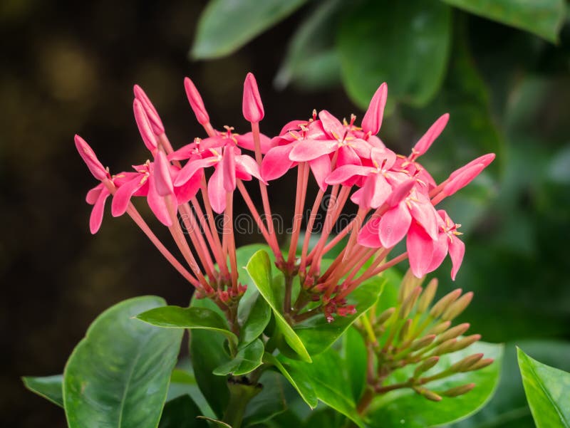 Ixora rosado imagen de archivo. Imagen de tropical, cubo - 36098461