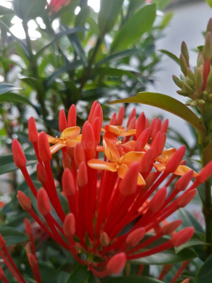 Sokafflower Stock Photos - Free & Royalty-Free Stock Photos from Dreamstime