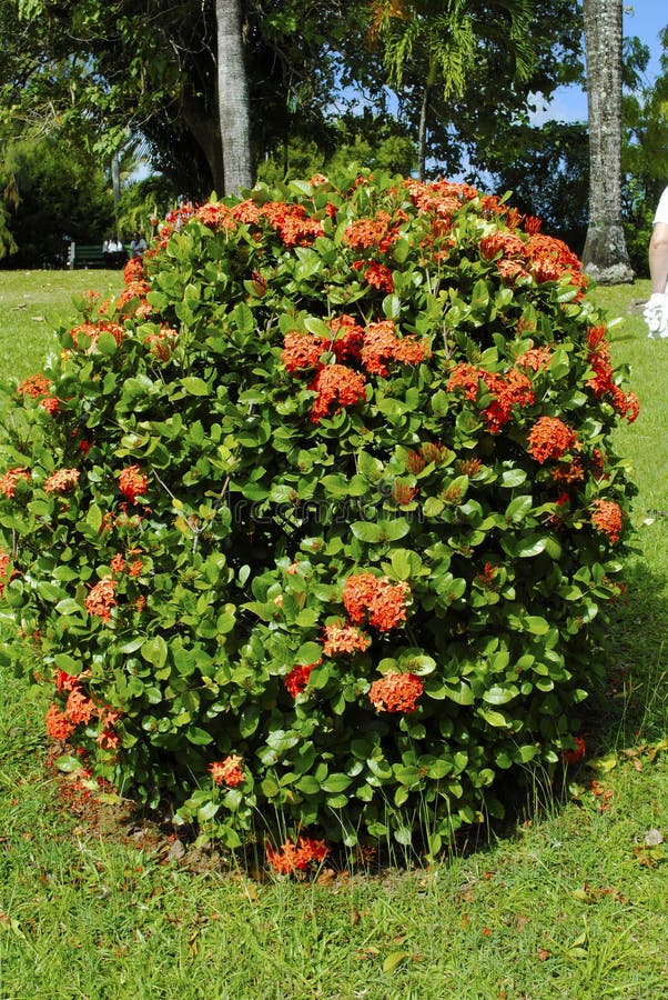 Shrub - Ixora Sunkist stock image. Image of bature, tree - 22360521